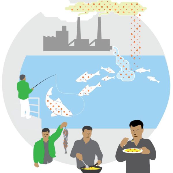 Fish Consumption - Buffalo Niagara Waterkeeper